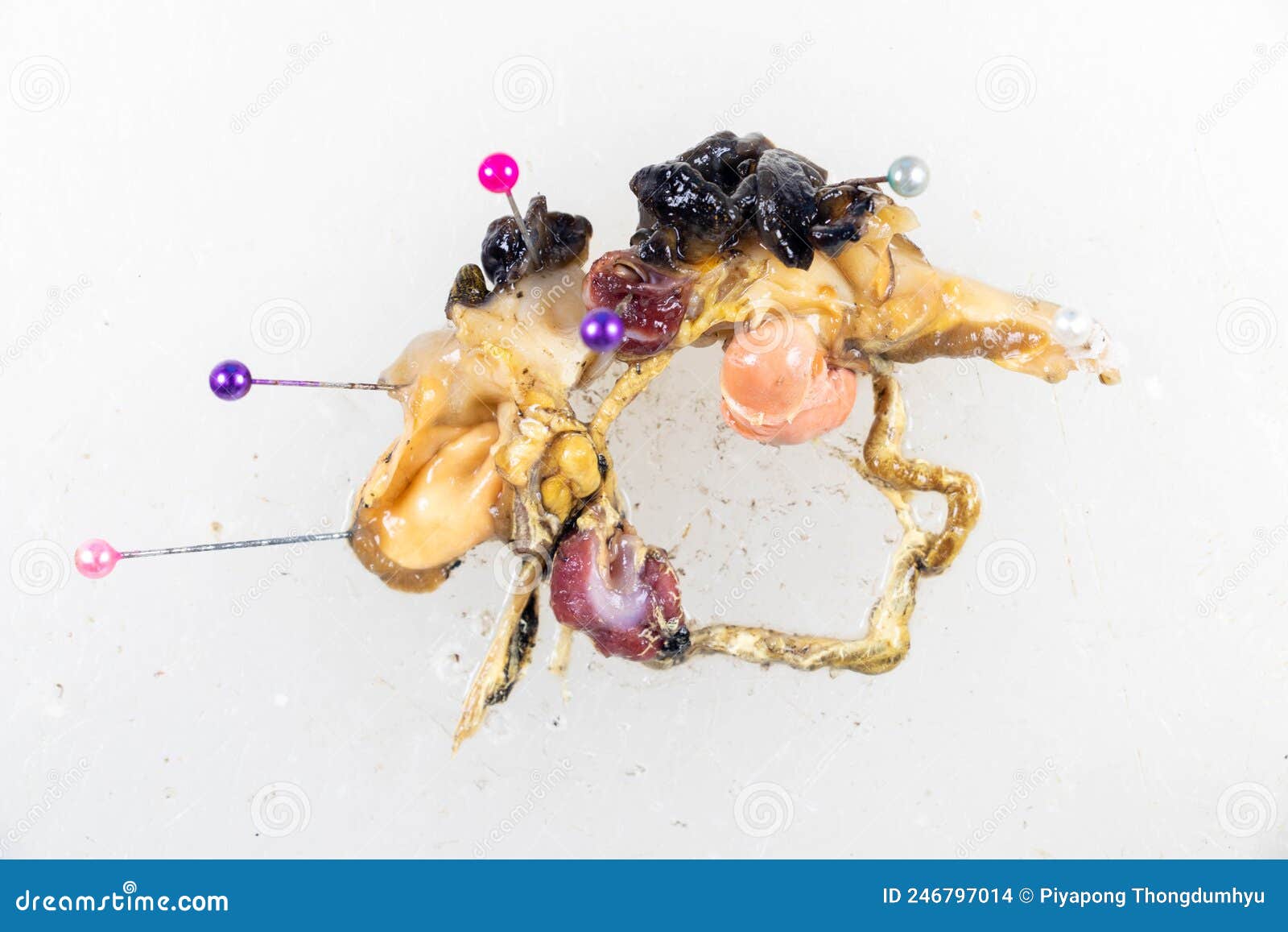 Giant African Snail in the Laboratory. Stock Photo - Image of cosmetic ...