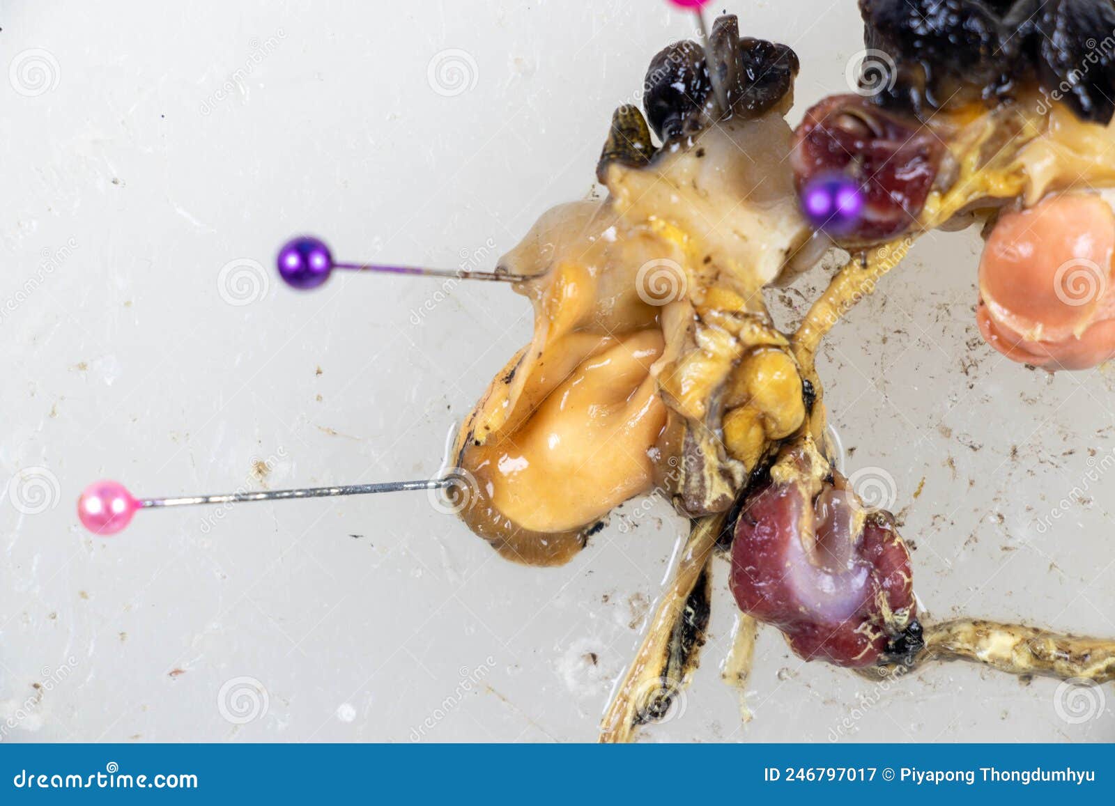 Giant African Snail in the Laboratory. Stock Image - Image of macro ...