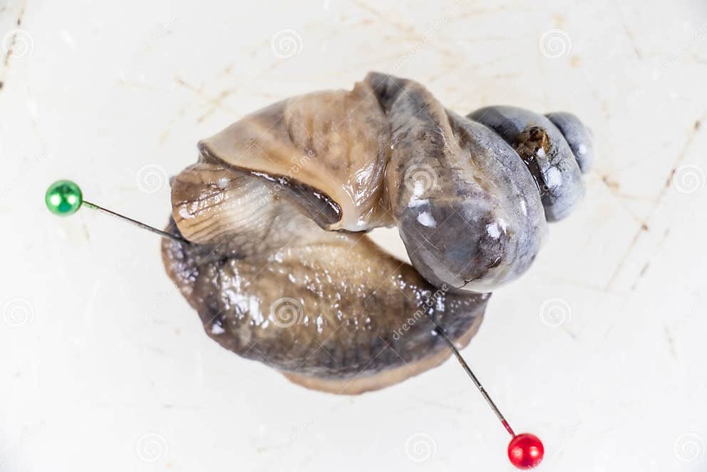 Giant African Snail in the Laboratory. Stock Photo - Image of ...