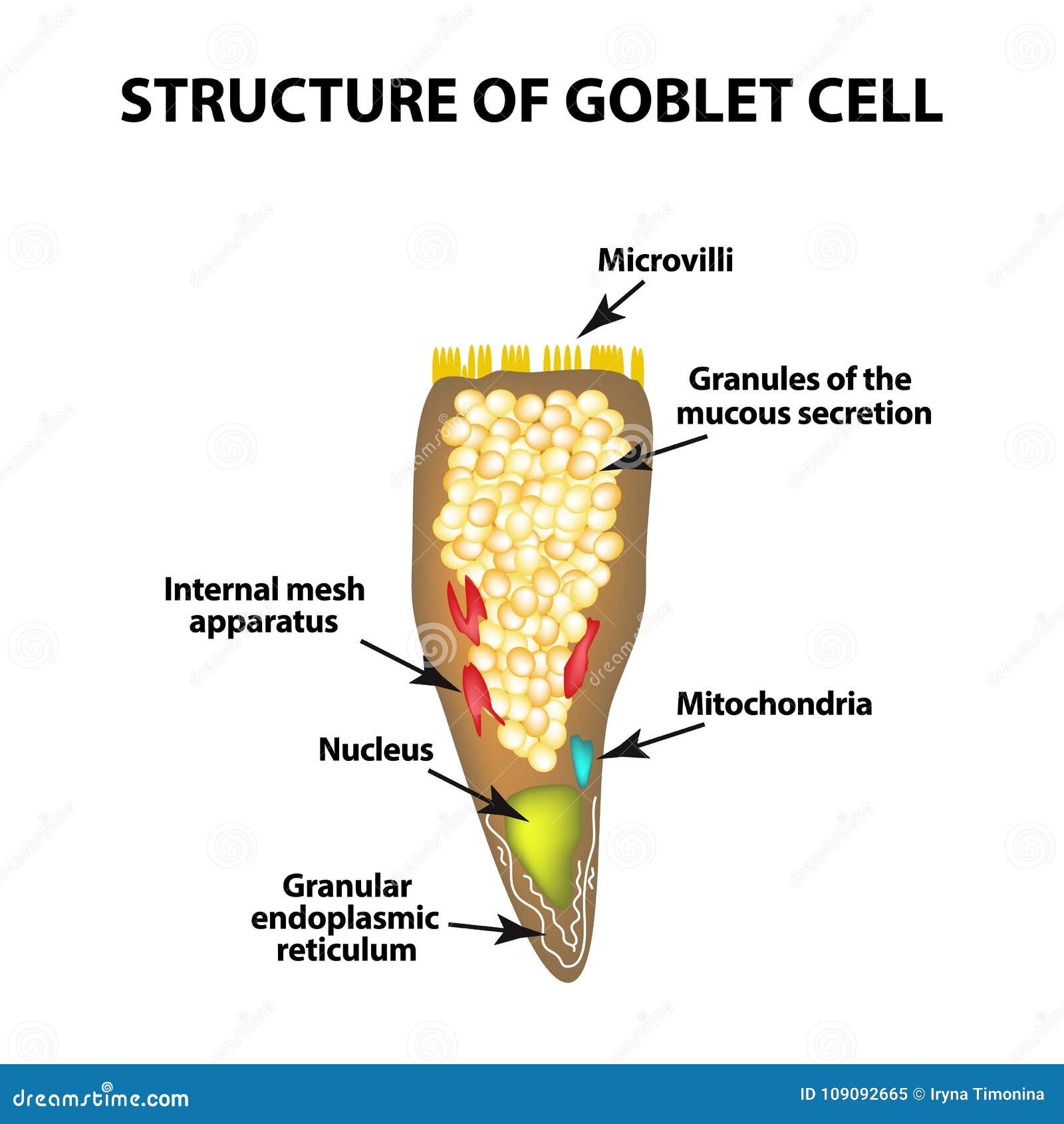 Structure Goblet Cells of the Intestine. Infographics Stock Vector ...