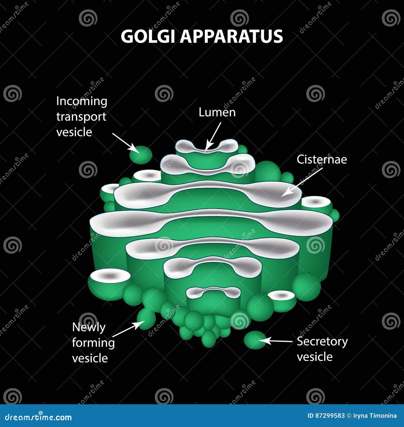The Structure of the Golgi Apparatus. Infographics Stock Vector ...