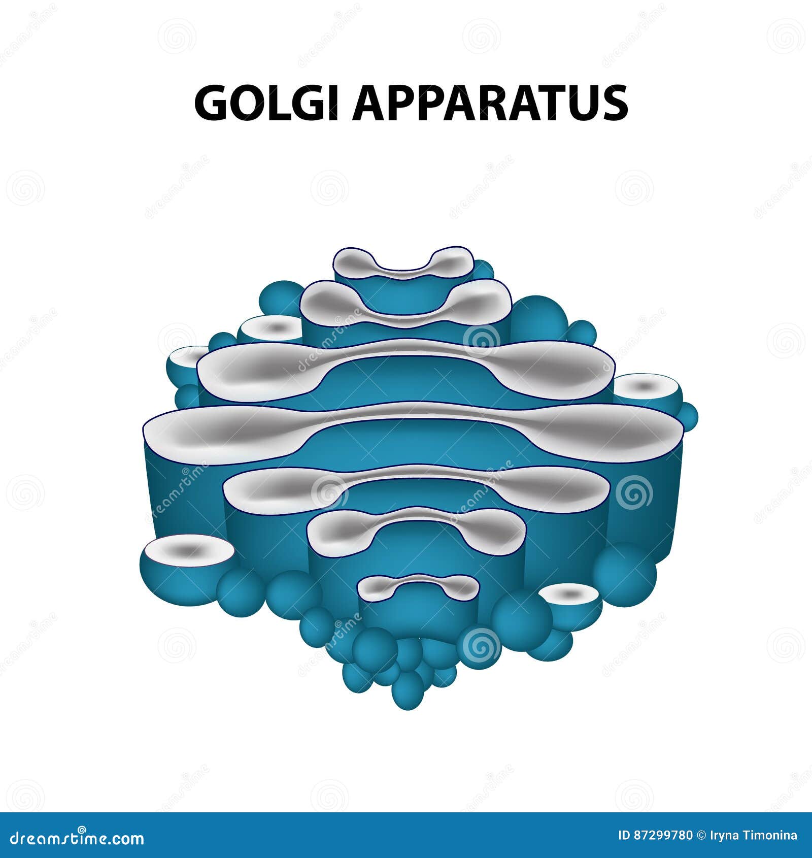 The Structure of the Golgi Apparatus. Infographics Stock Vector ...