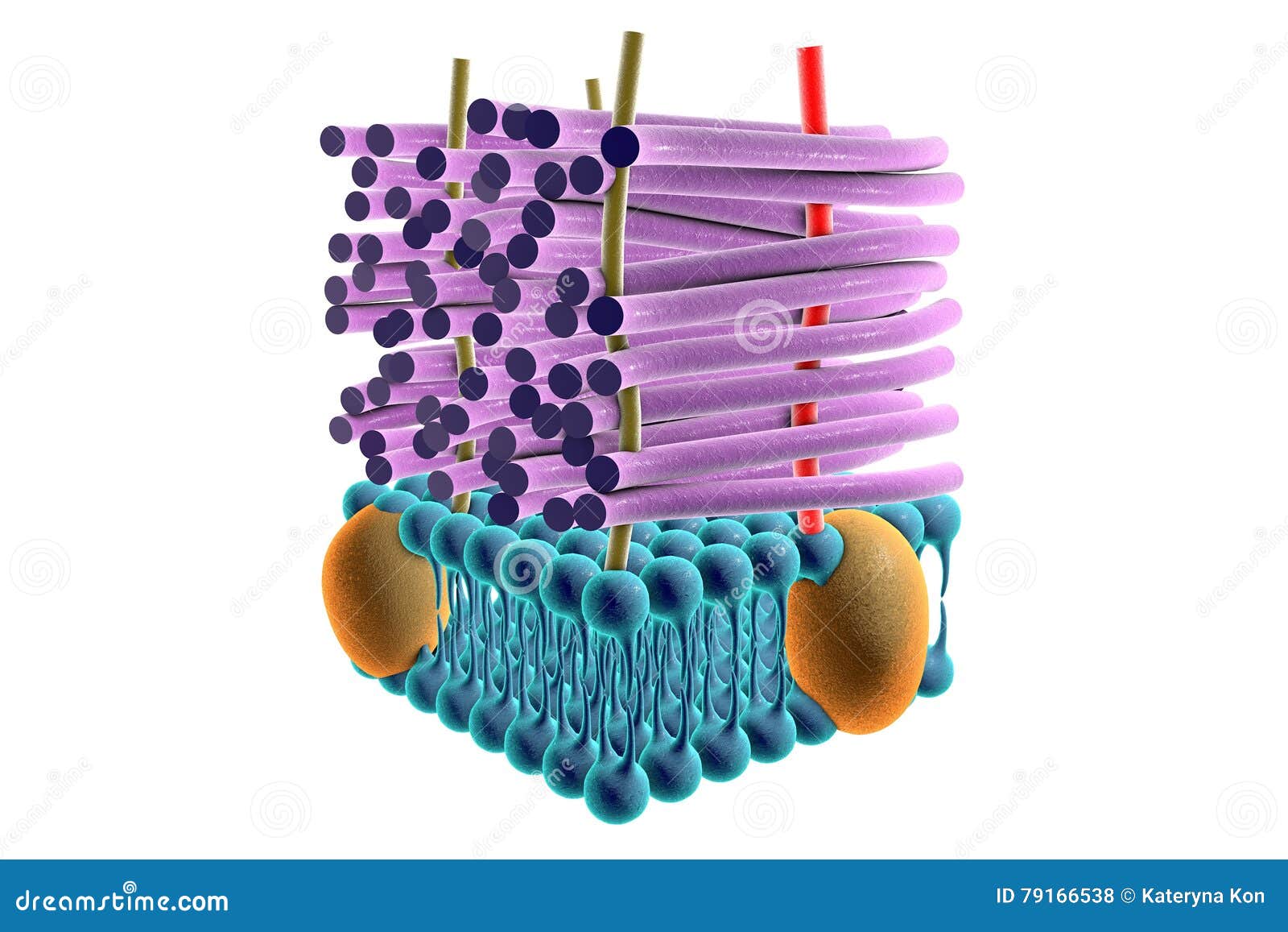 Structure of Gram-positive Bacteria Cell Wall Stock Illustration ... Structure of Gram-positive Bacteria Cell Wall Stock Illustration ...