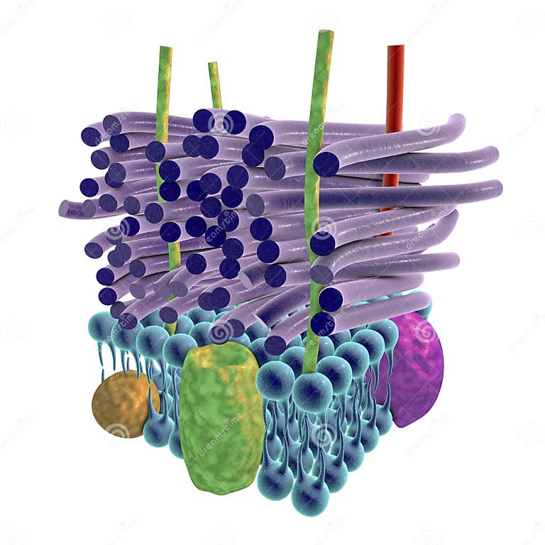 Structure of Gram-positive Bacteria Cell Wall Stock Illustration ...