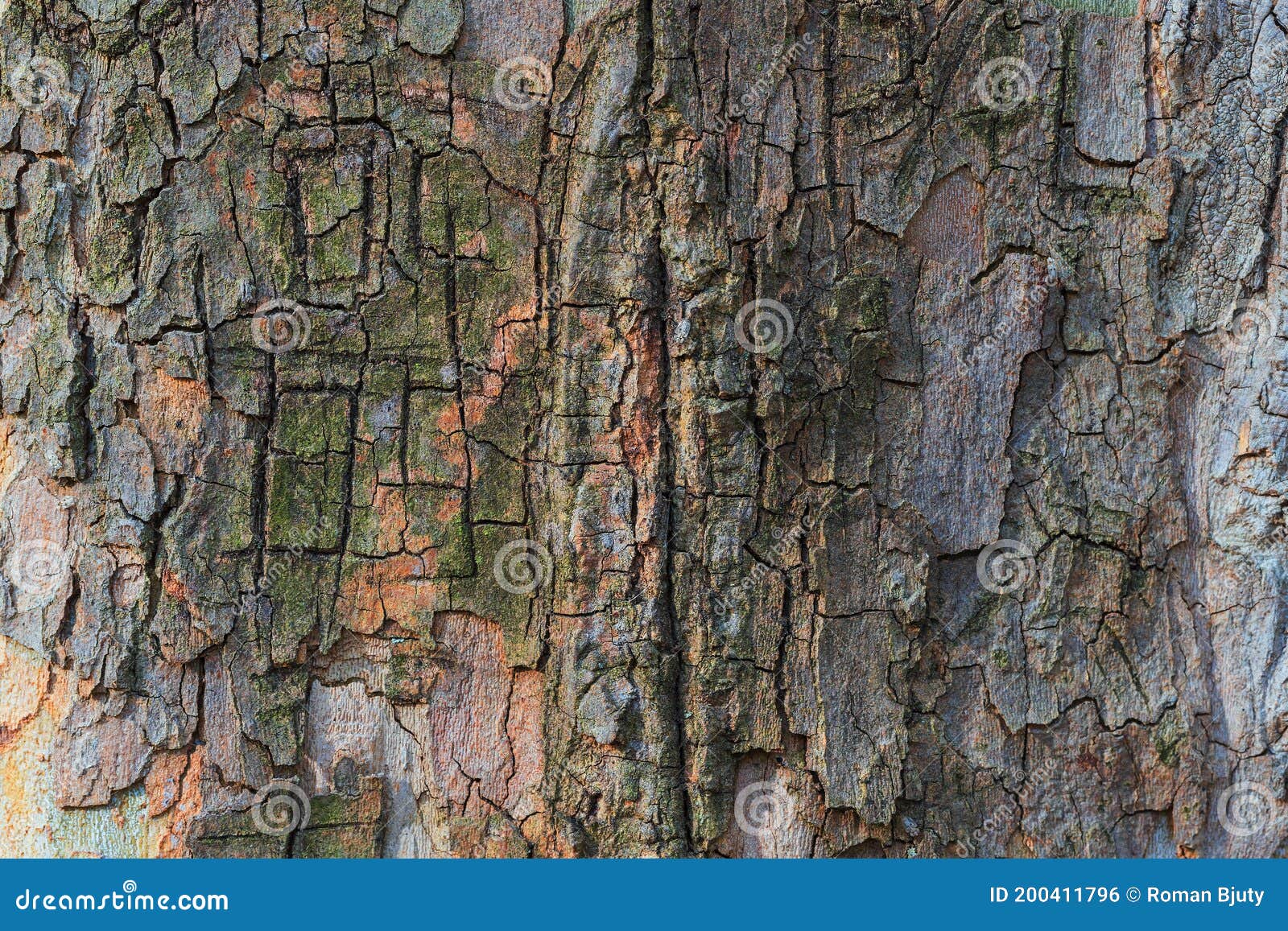 The Structure of the Gray Bark of an Old Tree Stock Photo - Image of ...