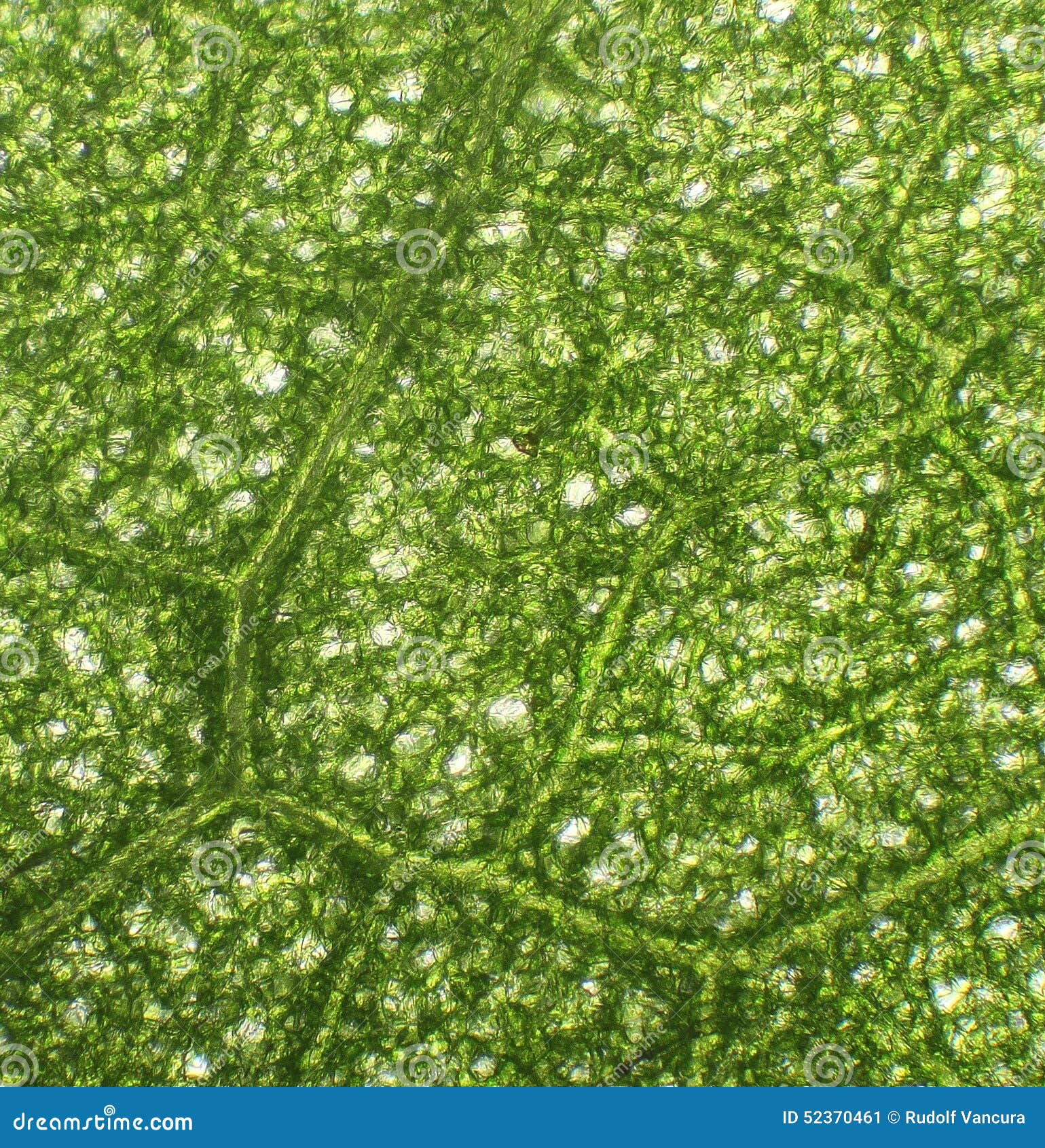 Structure of a green Leaf stock image. Image of enlarging - 52370461