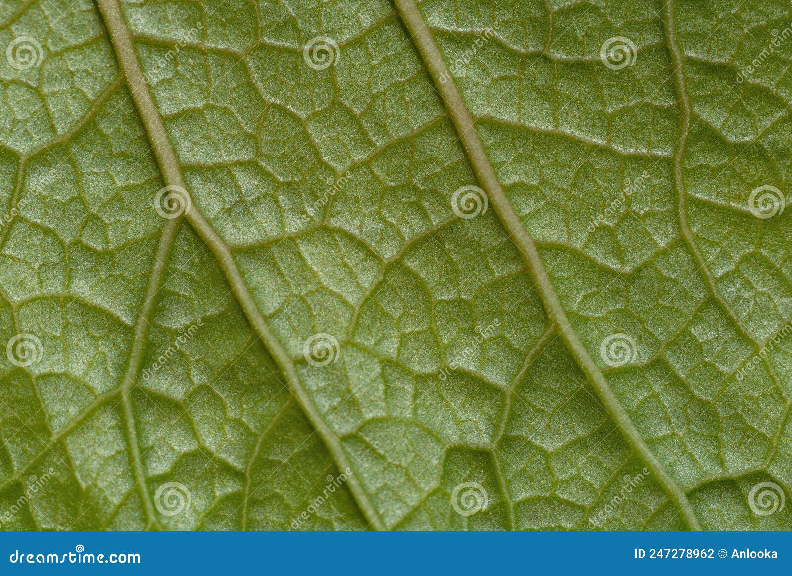 Green Leaf Texture with Veinlets Close Up Stock Photo - Image of ...