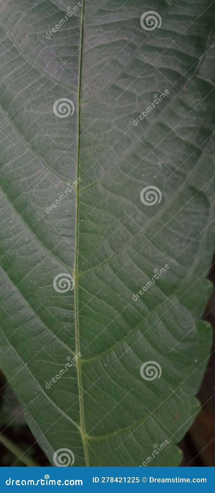 The Structure of a Green Wild Leaf that Often Sits Outside the Yard ...