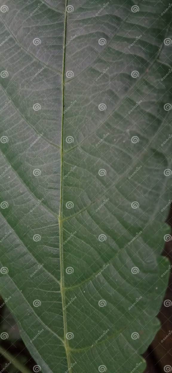 The Structure of a Green Wild Leaf that Often Sits Outside the Yard ...