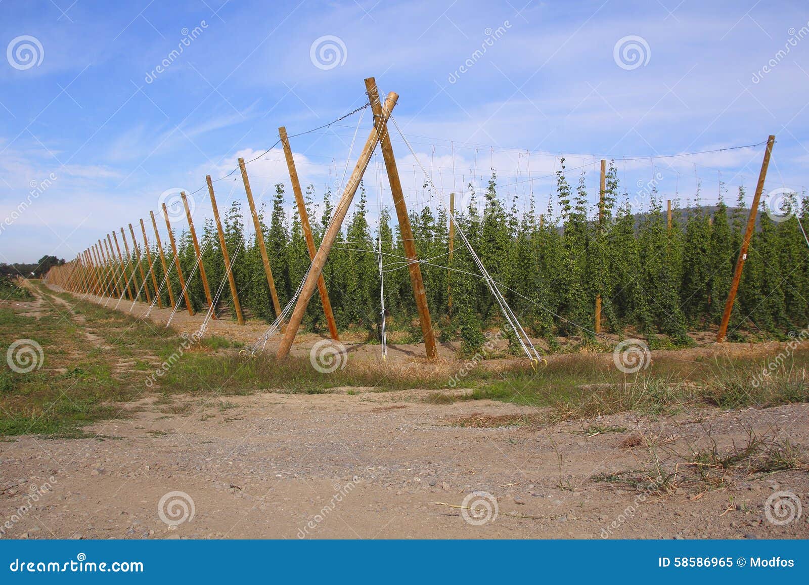 Structure for Growing Hops stock image. Image of stability - 58586965