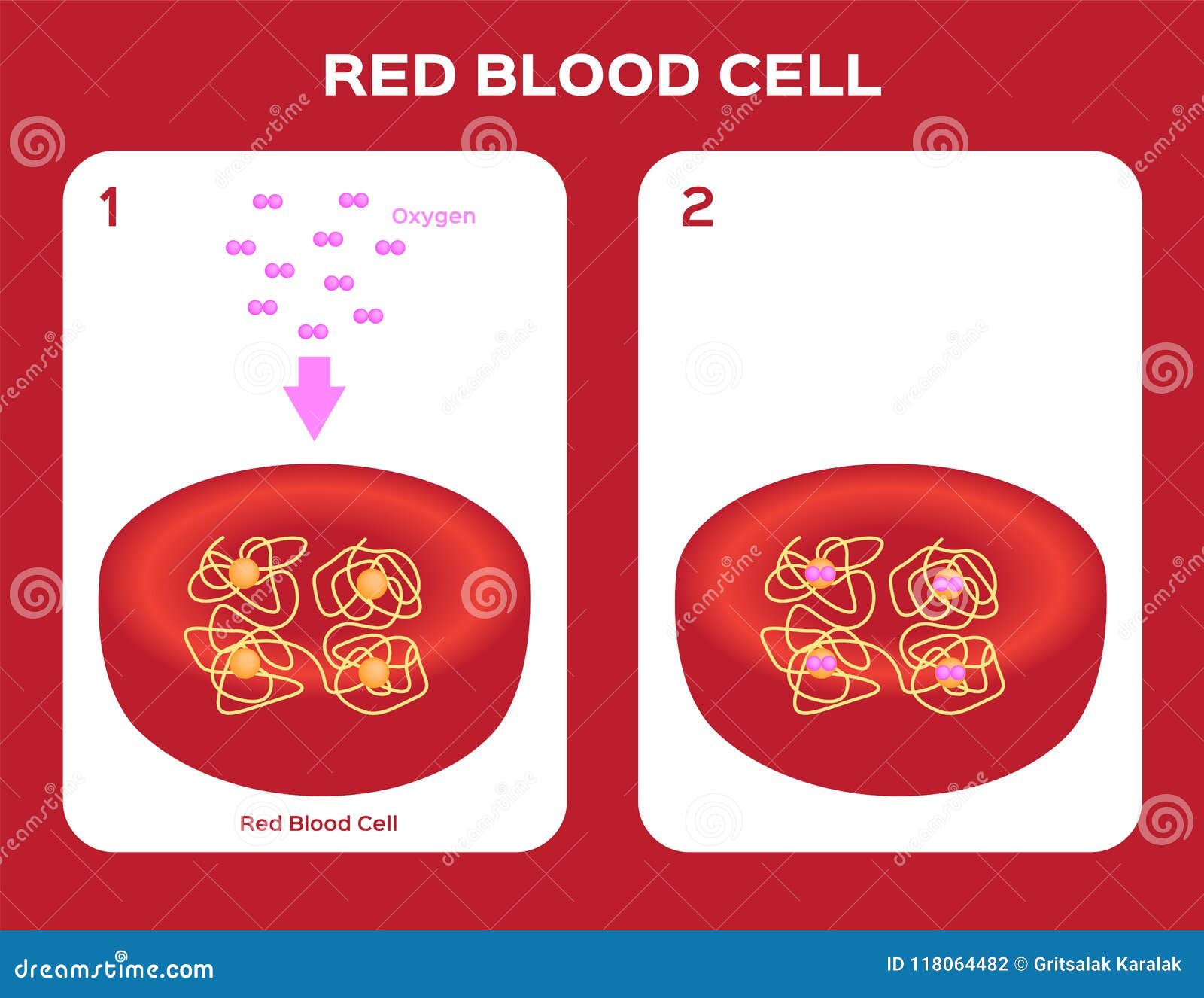 Blood Cell Iron Stock Illustrations – 462 Blood Cell Iron Stock ...