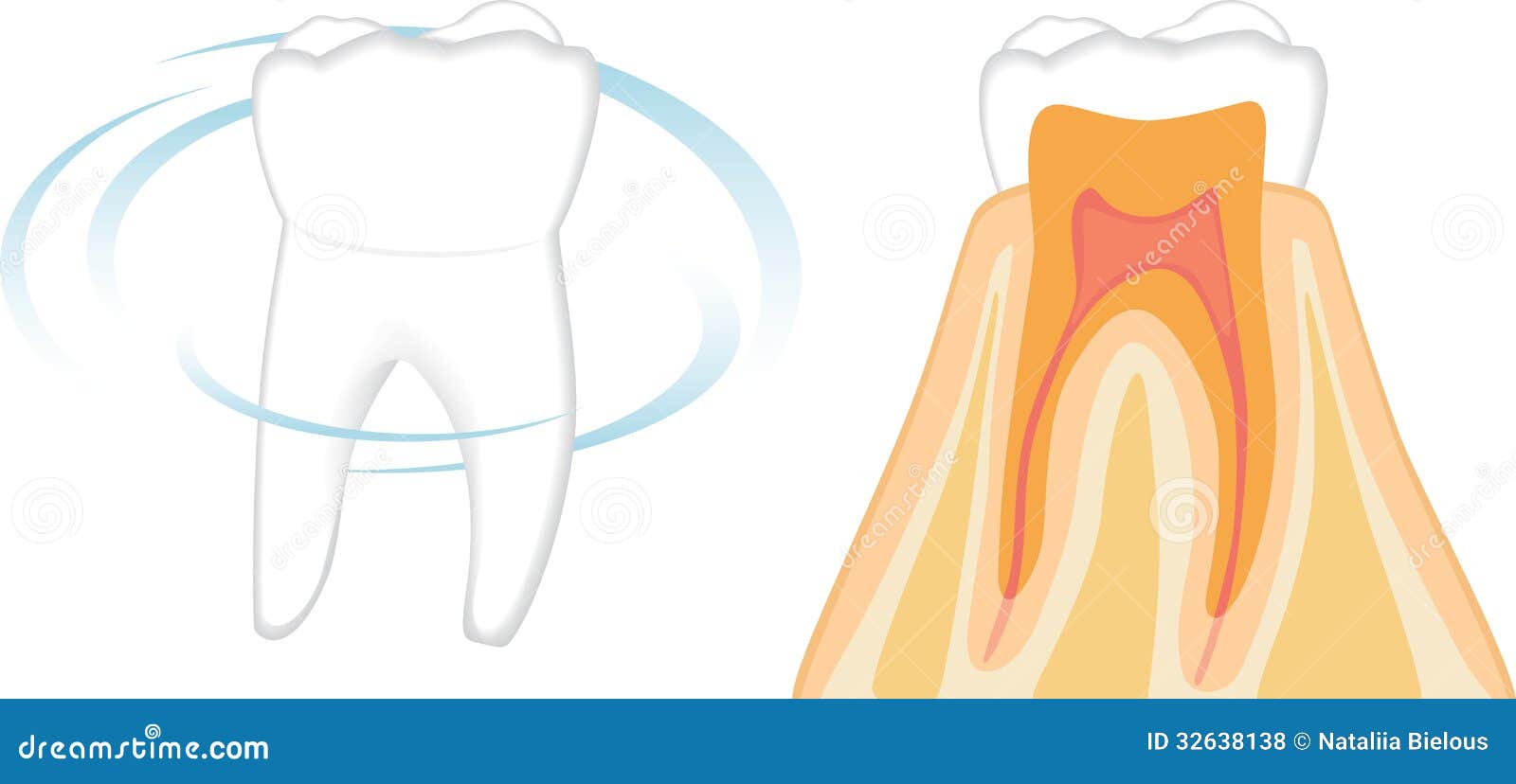 Structure of the Healthy Tooth Stock Vector - Illustration of illness ...