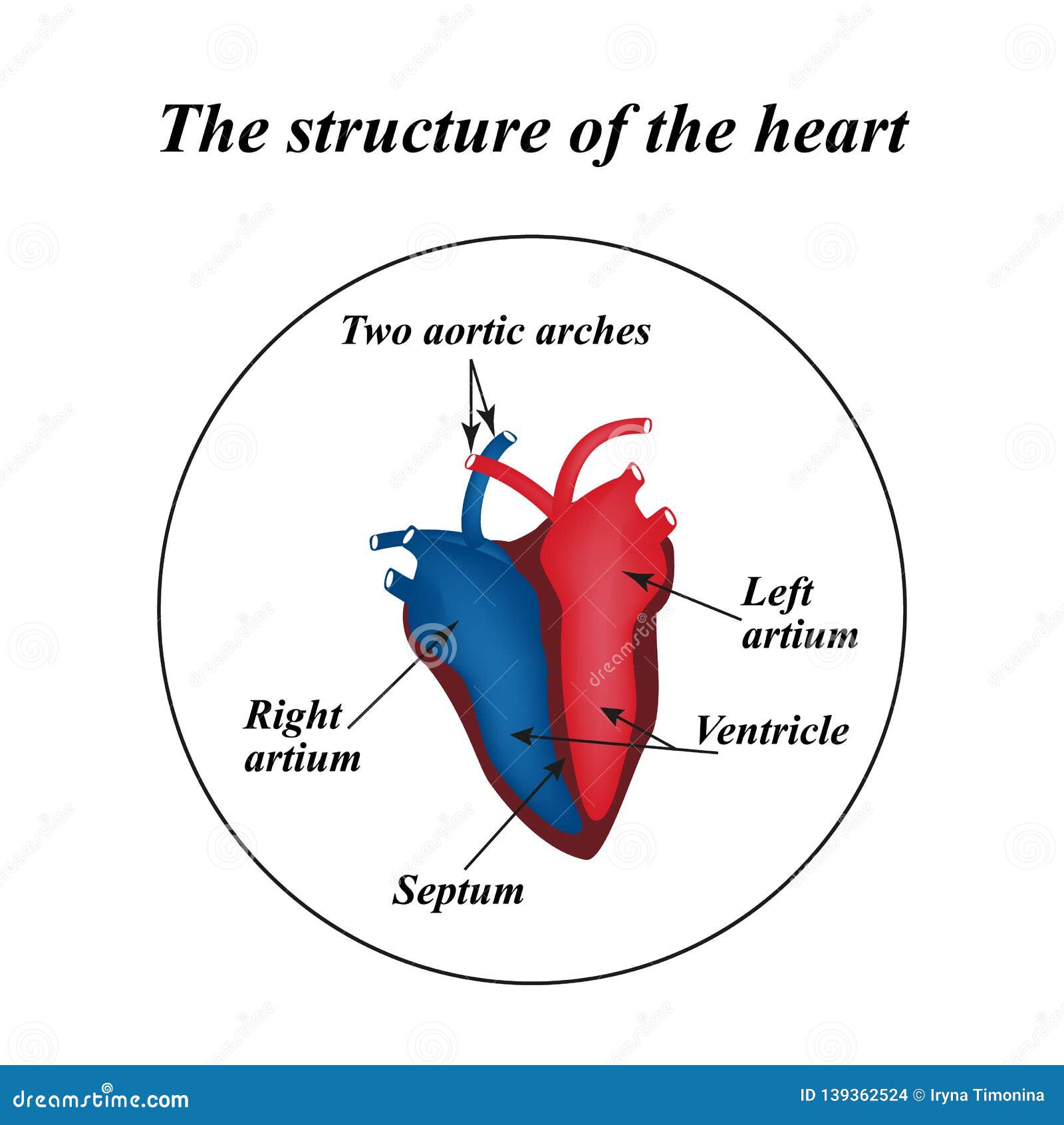 The Structure of the Heart. Infographics. Vector Illustration Stock ...