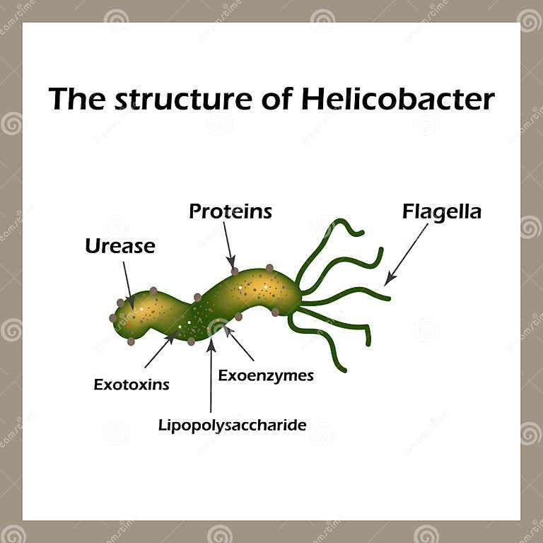 The Structure of Helicobacter Pylori. Infographics Stock Vector ...