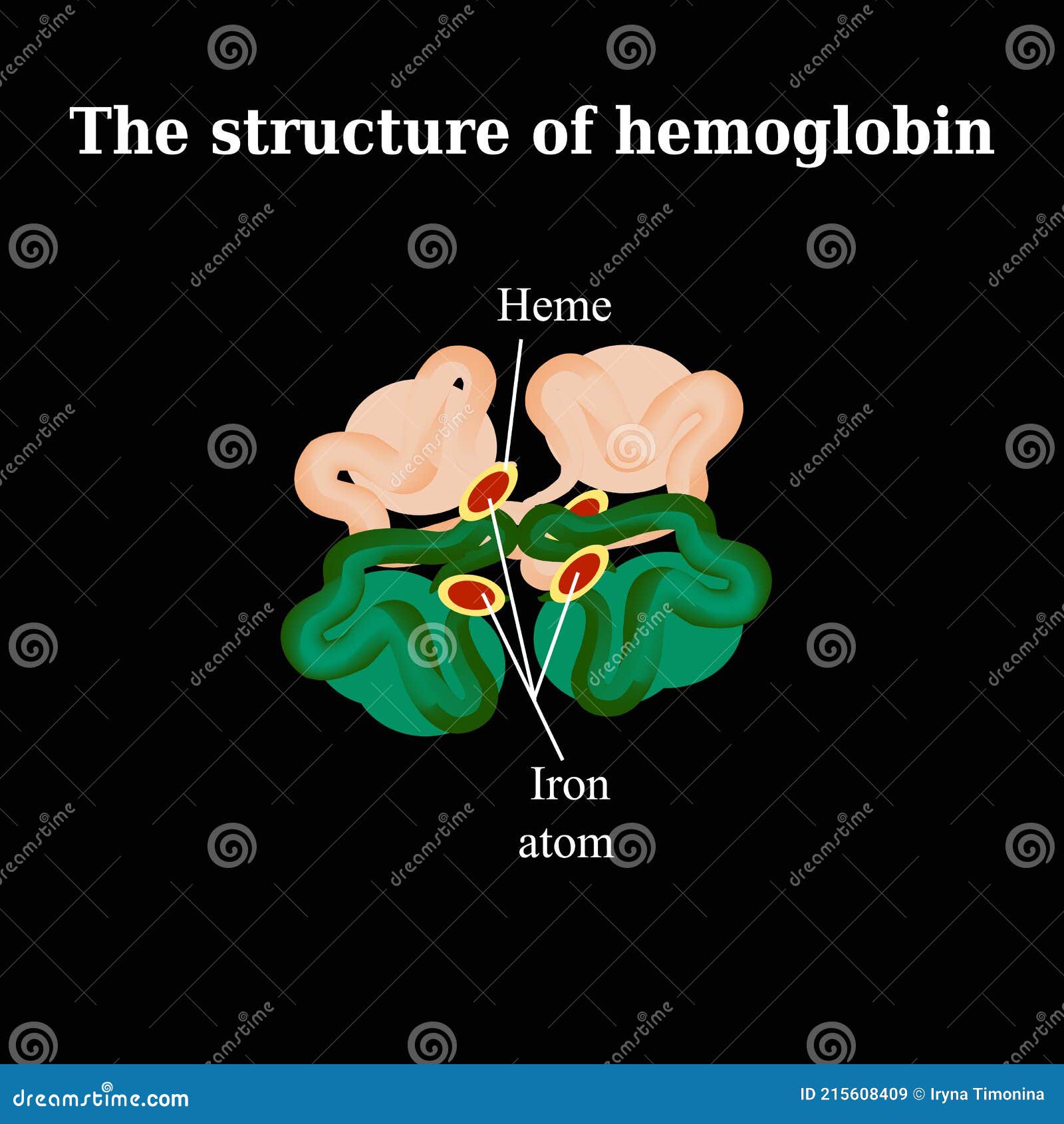 Structure Of The Hemoglobin Molecule Cartoon Vector | CartoonDealer.com ...