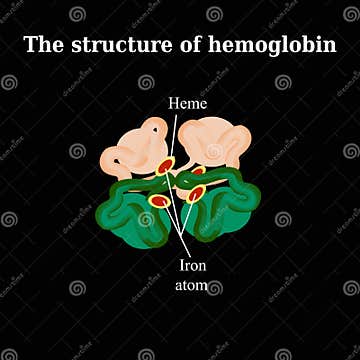 The Structure of the Hemoglobin. Vector Illustration Stock Vector ...