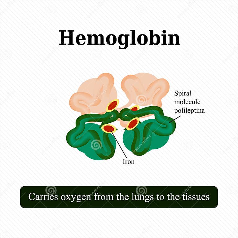 The Structure of Hemoglobin. Vector Illustration Stock Vector ...