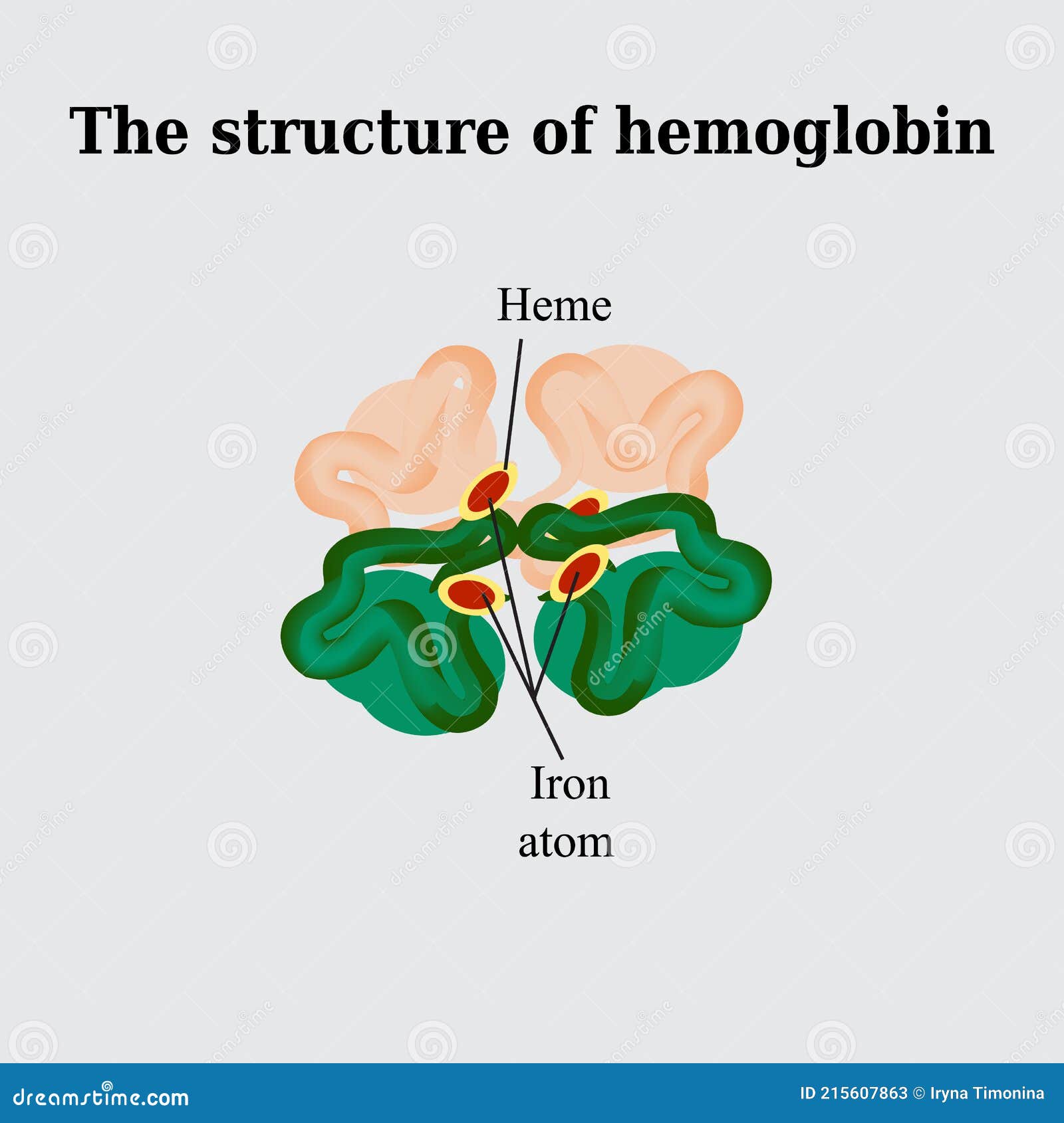 Structure Of The Hemoglobin Molecule Cartoon Vector | CartoonDealer.com ...
