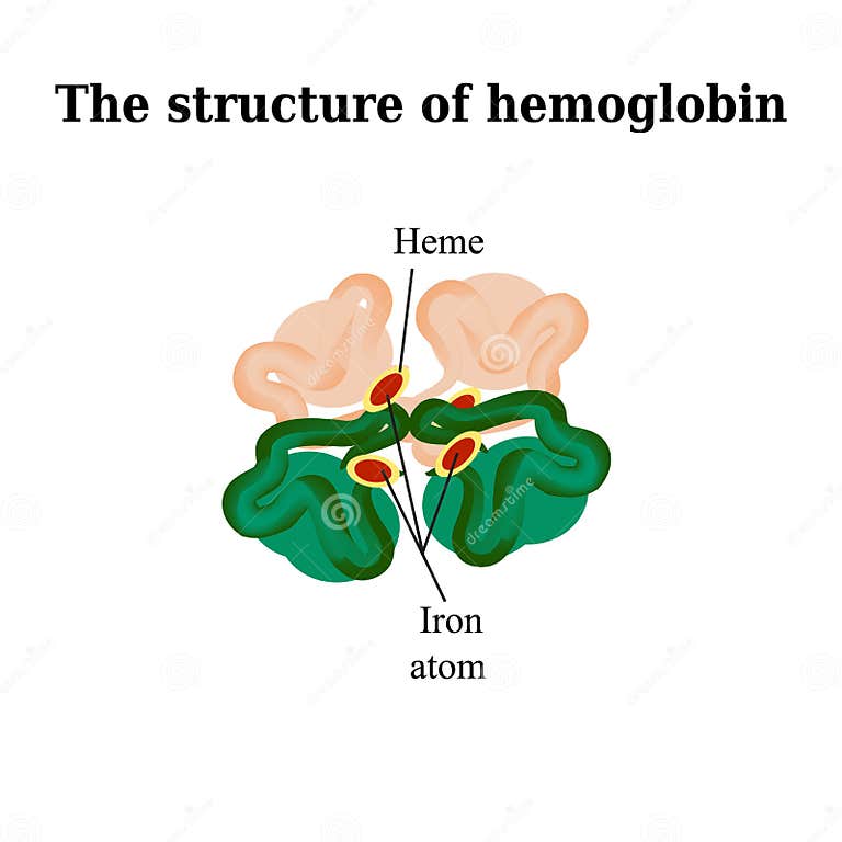 The Structure of Hemoglobin. Vector Illustration on Isolated Background ...