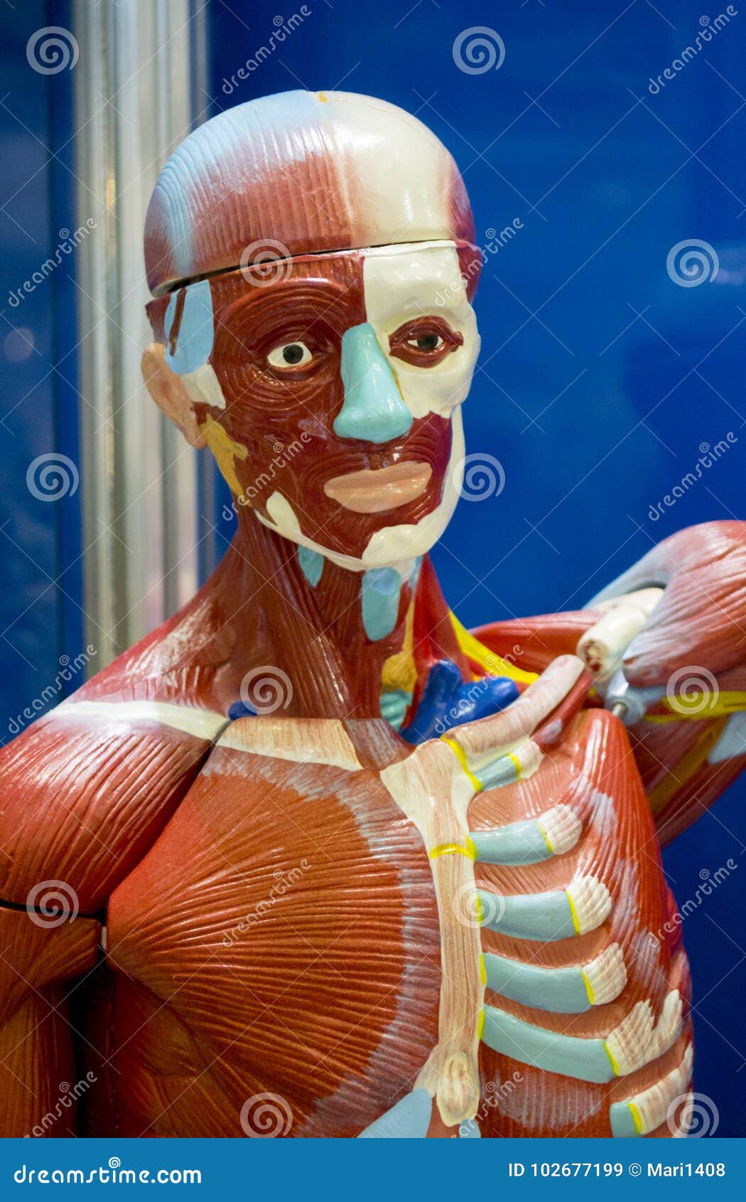 Structure Humaine D'anatomie Image stock - Image du modèle, médecine ...