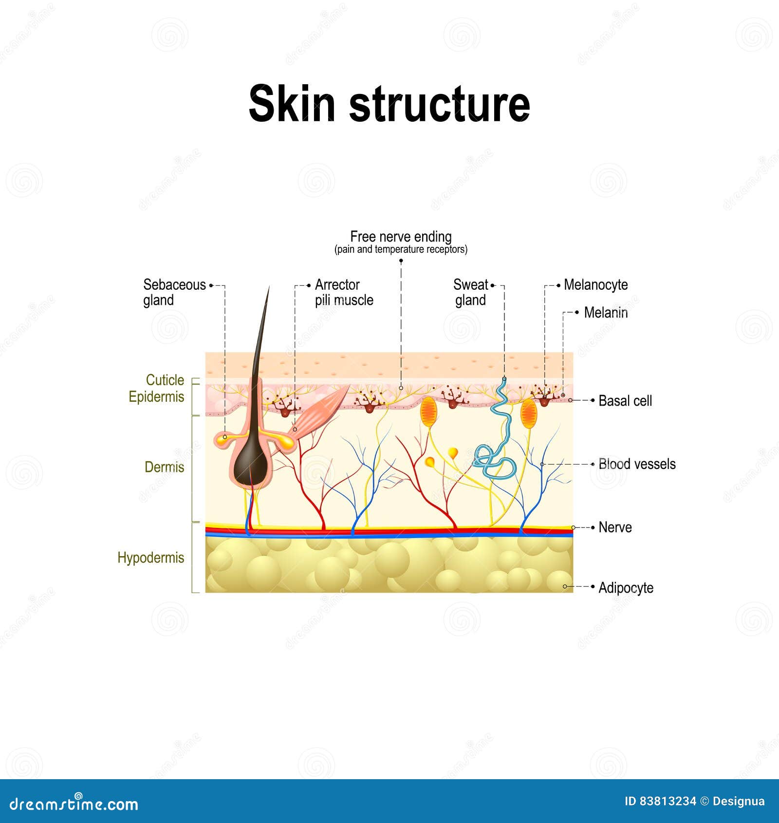 Structure humaine de peau illustration de vecteur. Illustration du ...