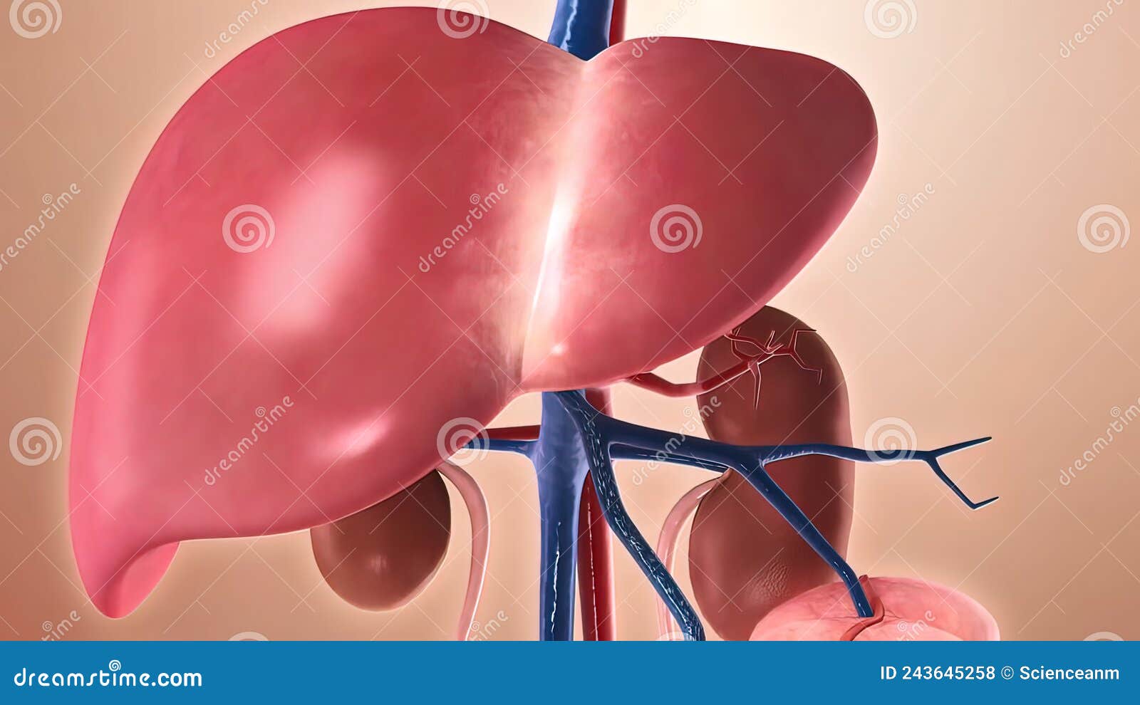 The Structure of the Human Body. Human Organs with Emphasis on the ...