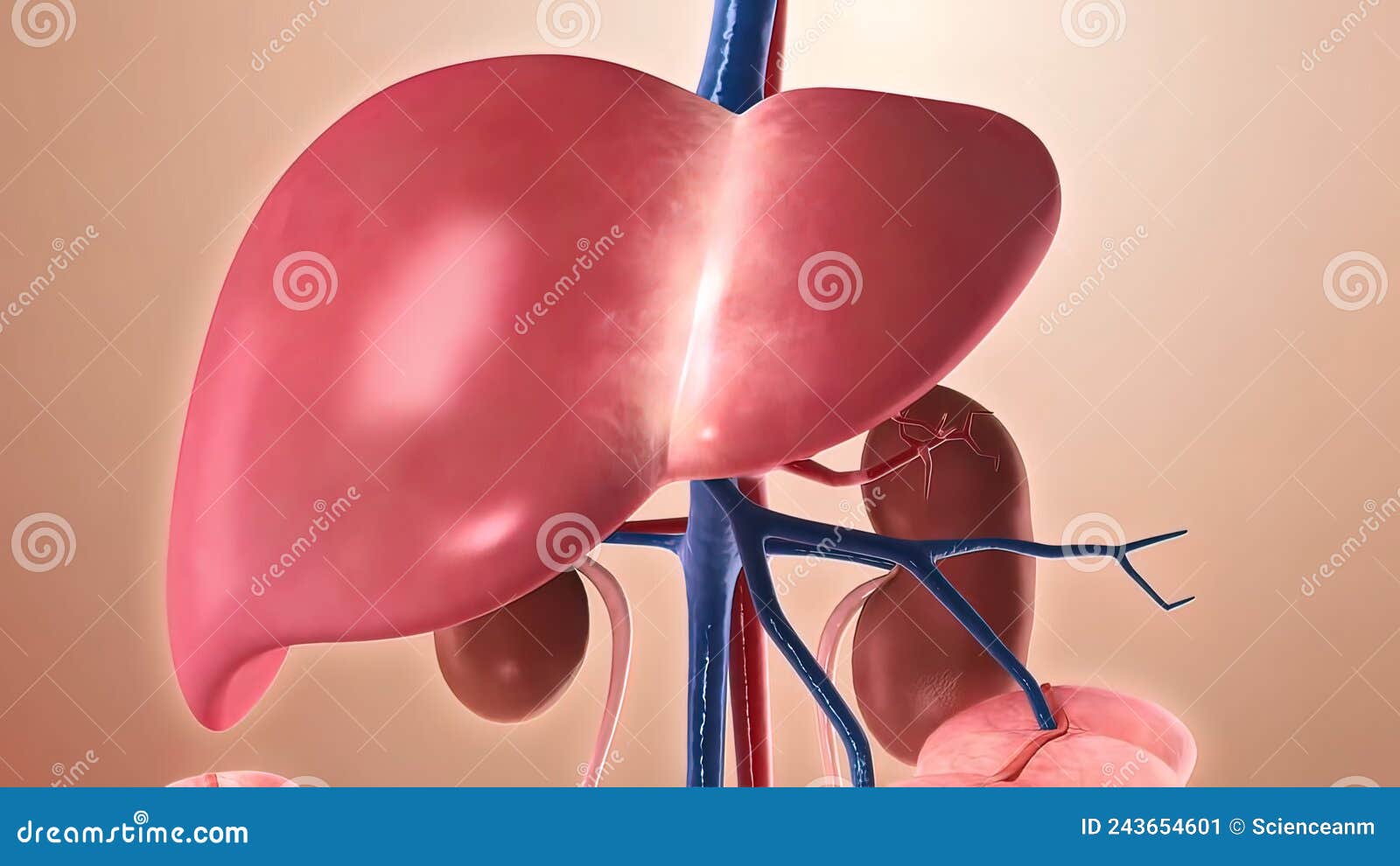 The Structure of the Human Body. Human Organs with Emphasis on the ...