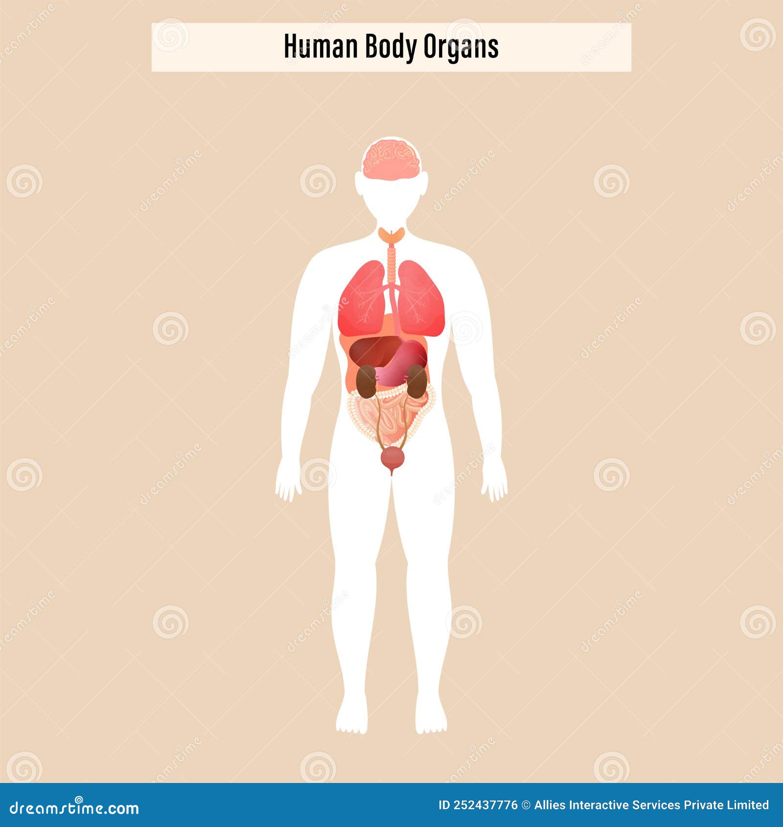 Structure of Human Body Organs on Beige Stock Illustration ...