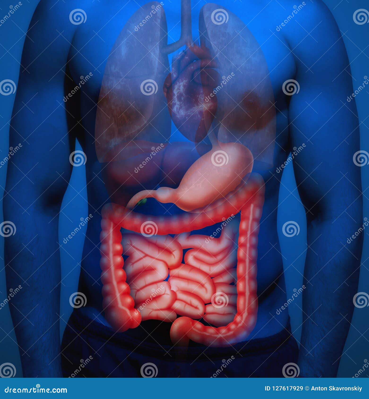 Human anatomy. the bowel. stock image. Image of problem - 127617929