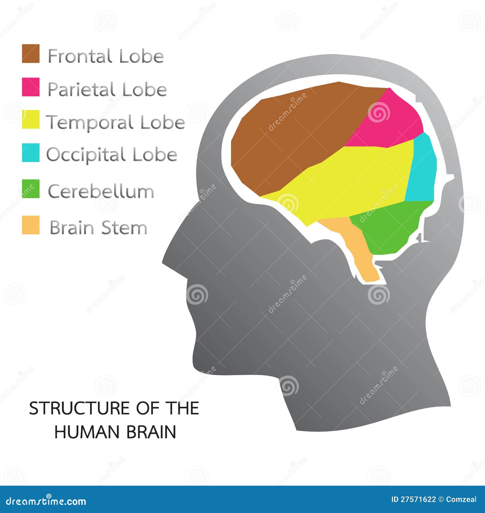 Structure Of Human Brain Section Schematic Vector | CartoonDealer.com ... Structure Of Human Brain Section Schematic Vector | CartoonDealer.com ...