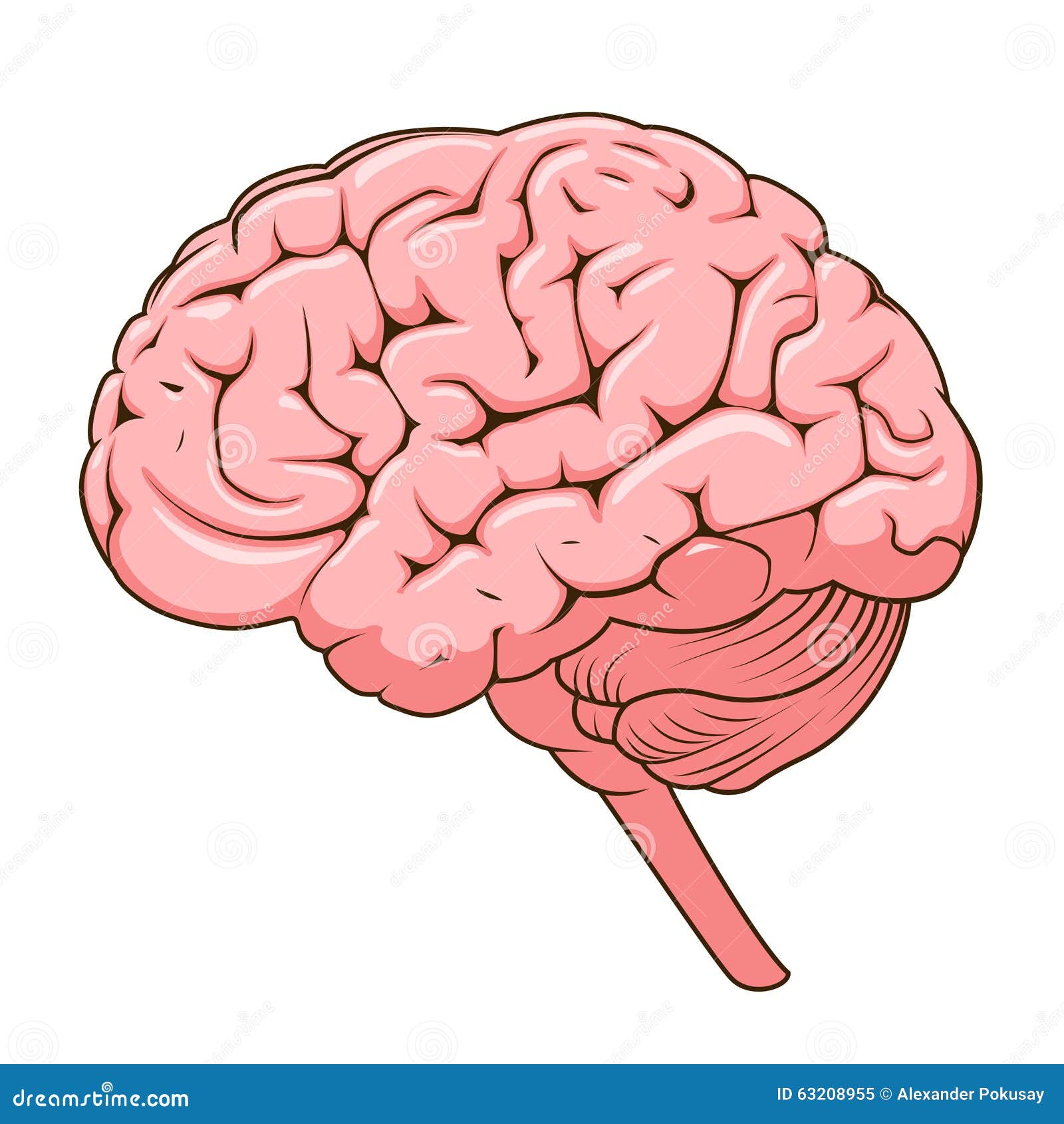 Structure Of The Cerebrum, Anatomical Poster, The Location Of The Brain ...