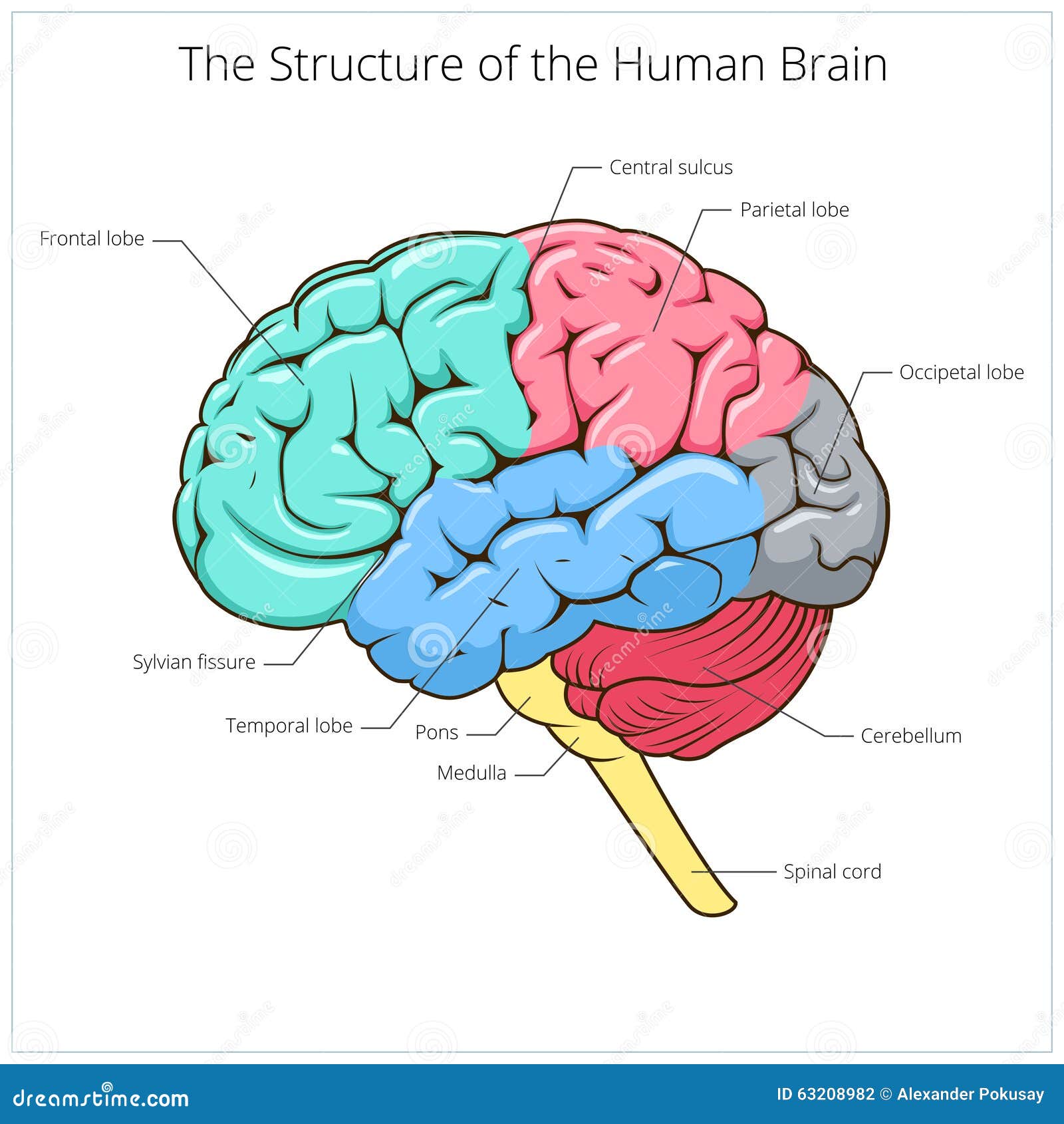 Structure Of Human Brain Section Schematic Vector Illustration Medical ... Structure Of Human Brain Section Schematic Vector Illustration Medical ...