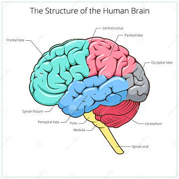 Structure of Human Brain Schematic Vector Stock Vector - Illustration ...