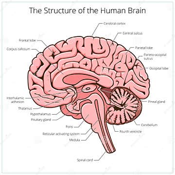 Structure of Human Brain Section Schematic Vector Stock Vector ...