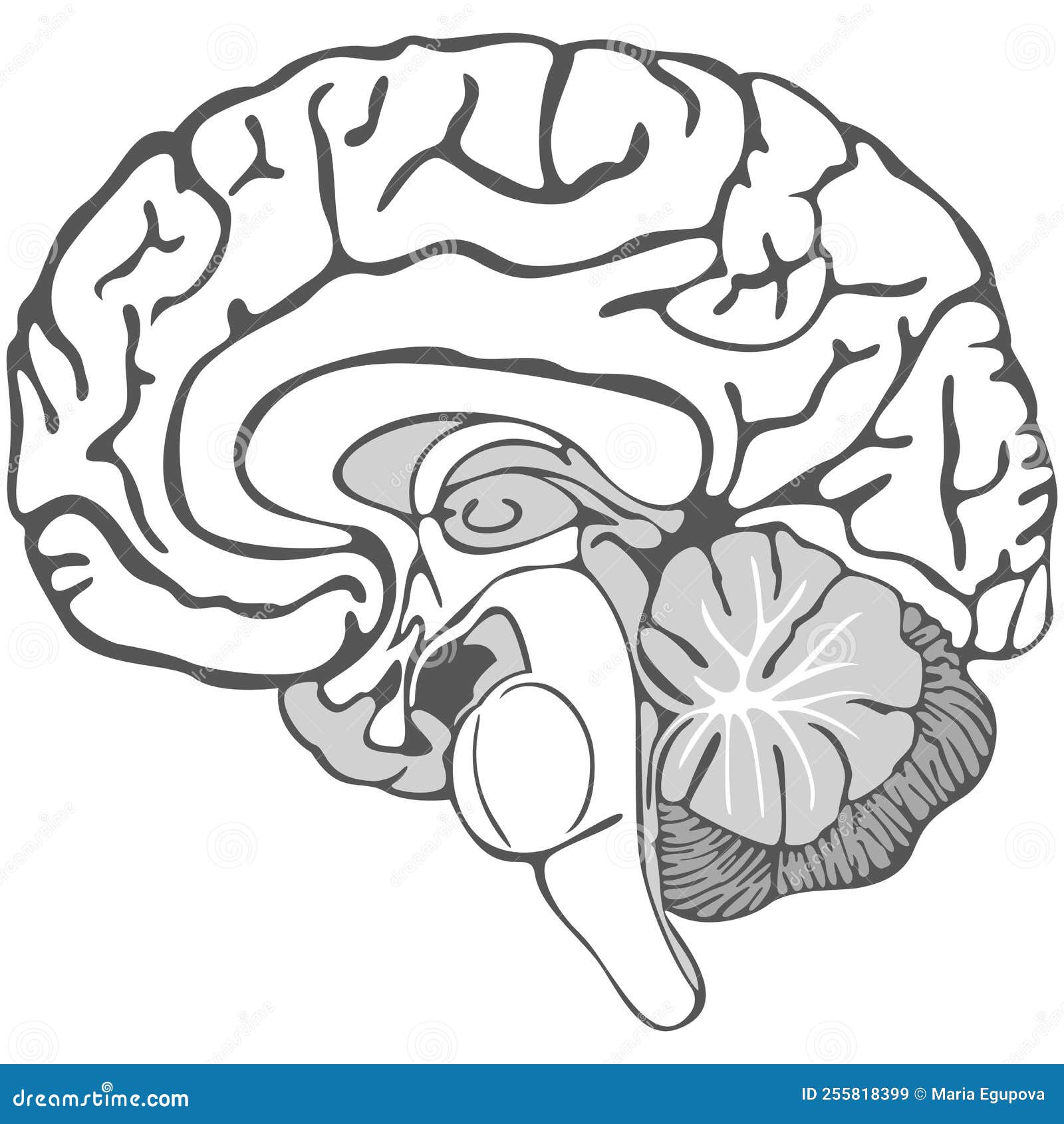 Structure of Human Brain stock vector. Illustration of medical - 255818399