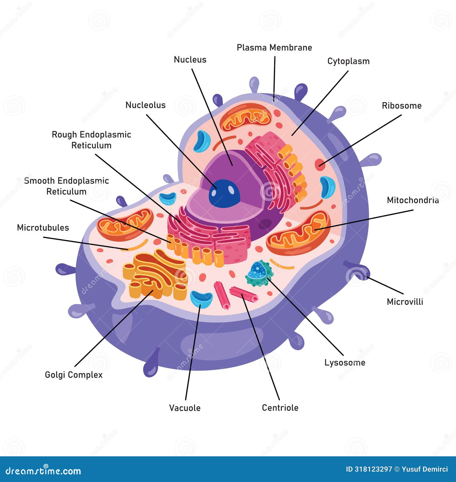 The Structure of Human Cell Stock Illustration - Illustration of micro ...