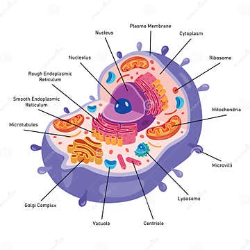 The Structure of Human Cell Stock Illustration - Illustration of micro ...