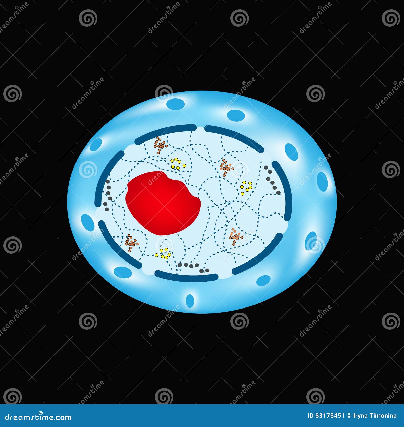 The Structure Of The Human Cell Nucleus. Infographics. Cartoon Vector ...