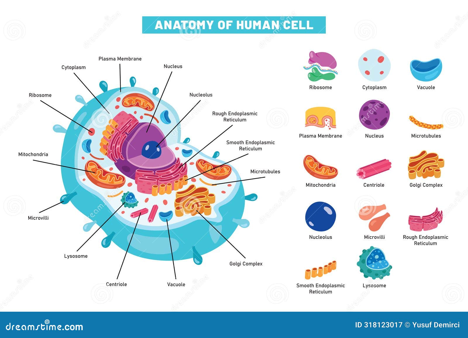 The Structure of Human Cell Stock Illustration - Illustration of ...