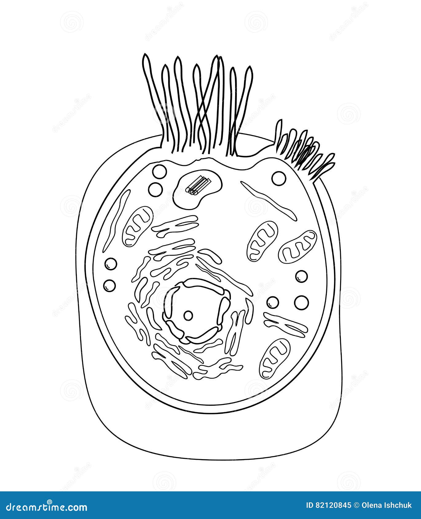 The Structure of the Human Cells in a Graphic Image, Cell Components on ...