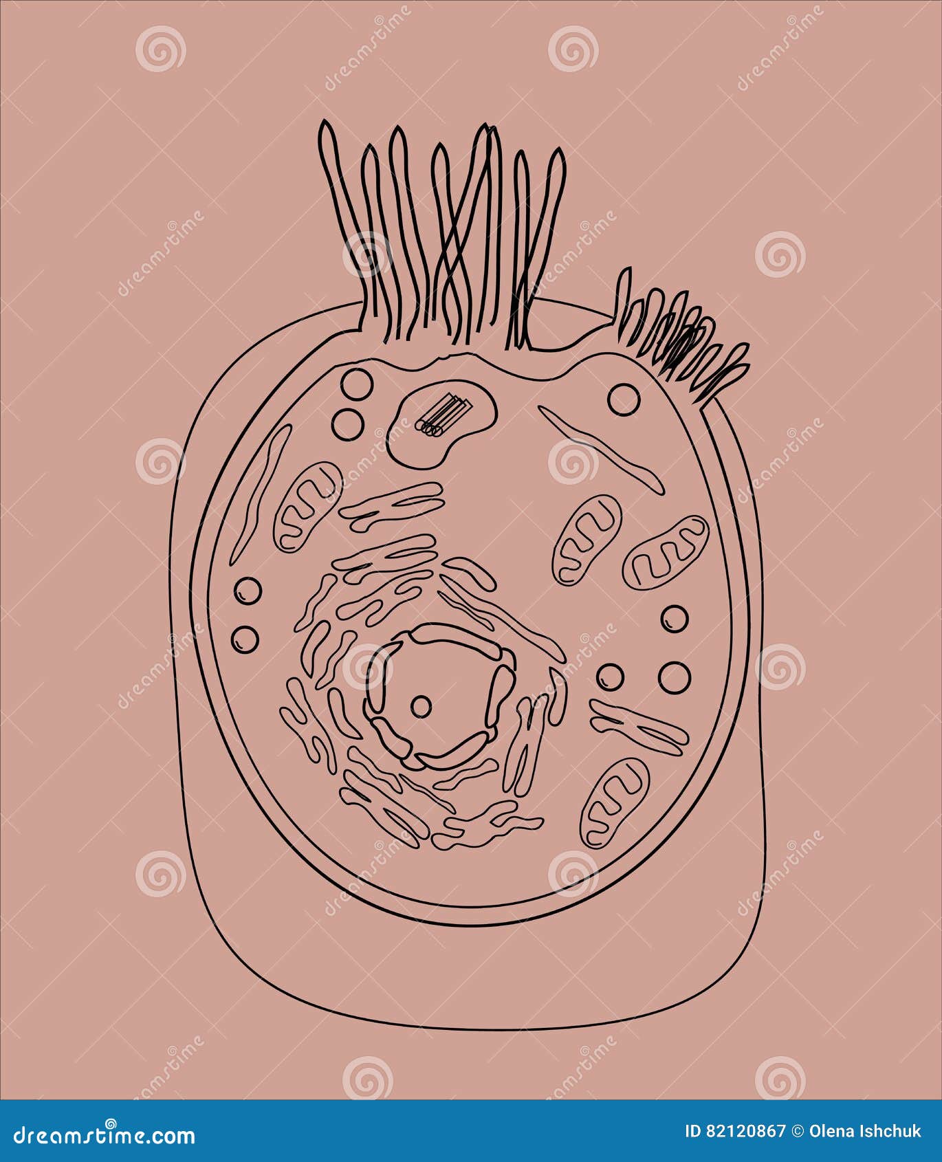 The Structure of the Human Cells in a Graphic Image, Cell Components on ...