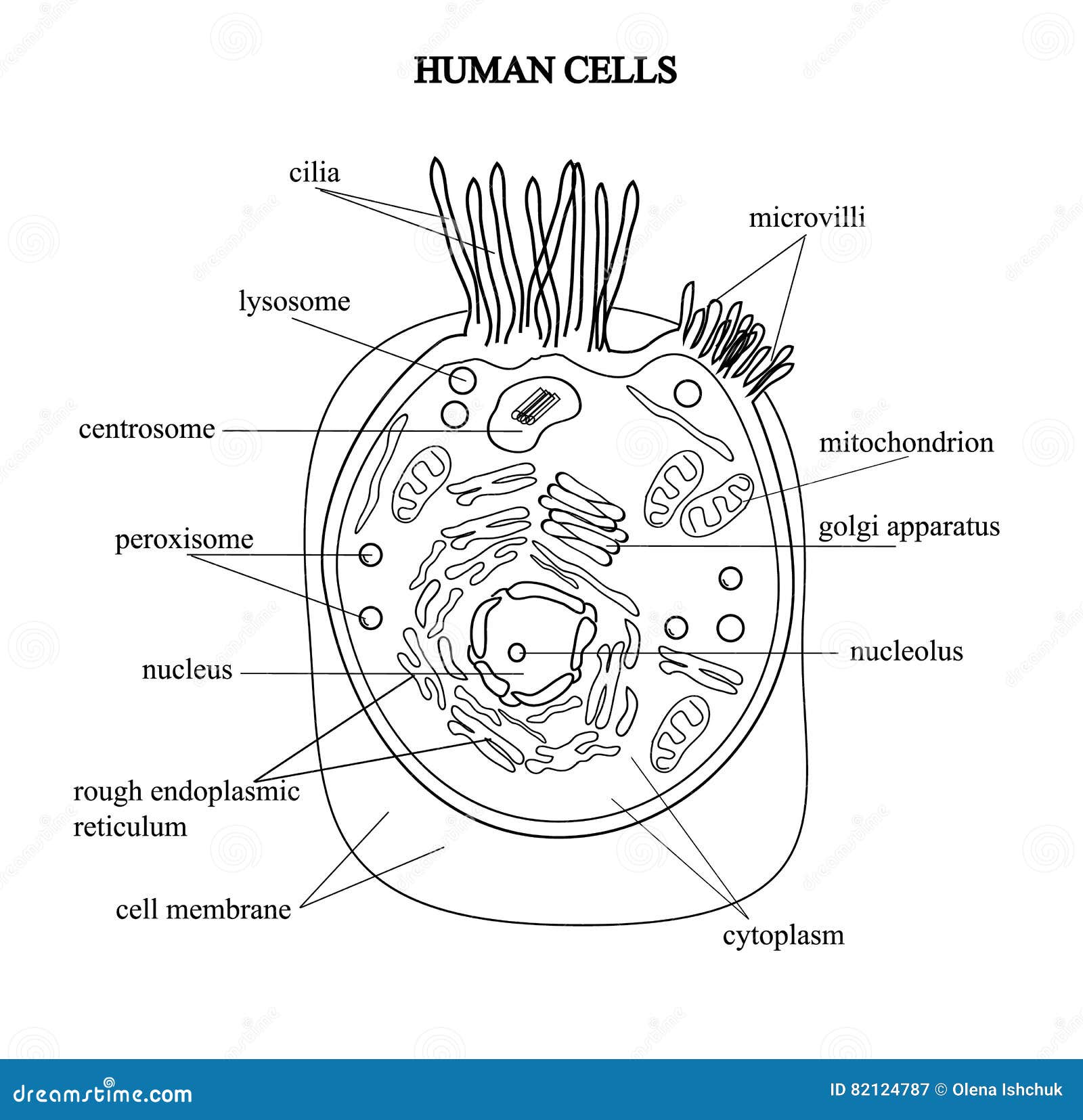 The Structure of the Human Cells in a Graphic Image, Cell Components on ... The Structure of the Human Cells in a Graphic Image, Cell Components on ...