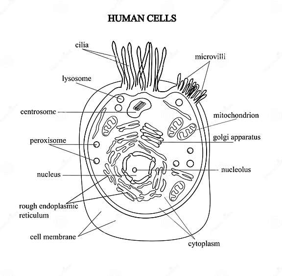 The Structure of the Human Cells in a Graphic Image, Cell Components on ...