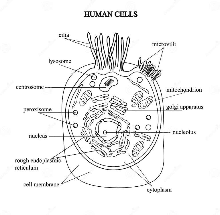 The Structure of the Human Cells in a Graphic Image, Cell Components on ...