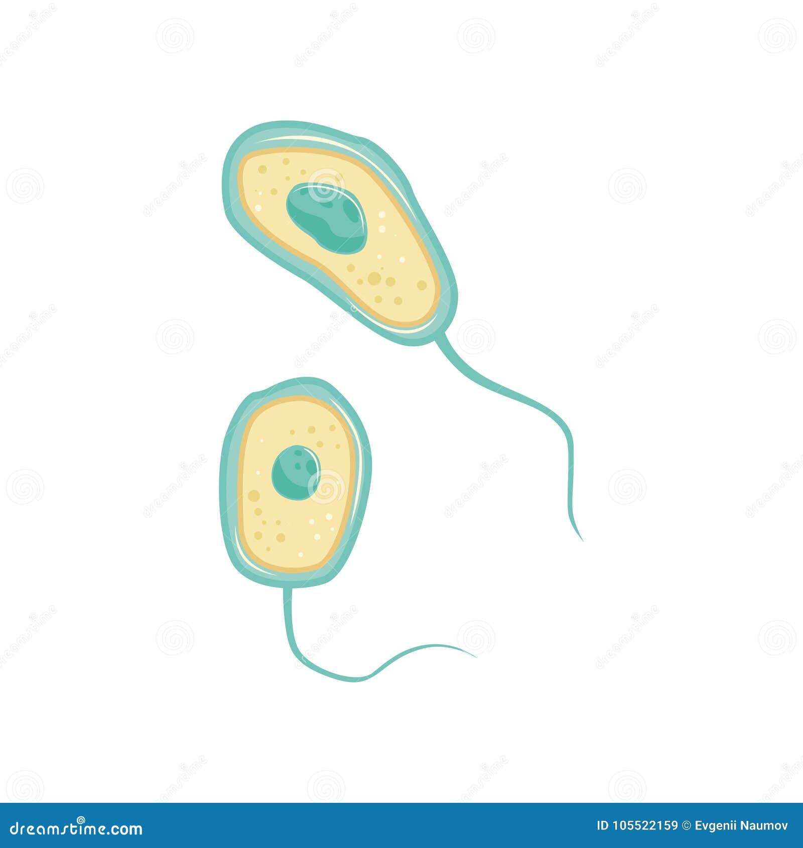 Structure of Human Cells Under Microscope. Icon in Flat Style ...