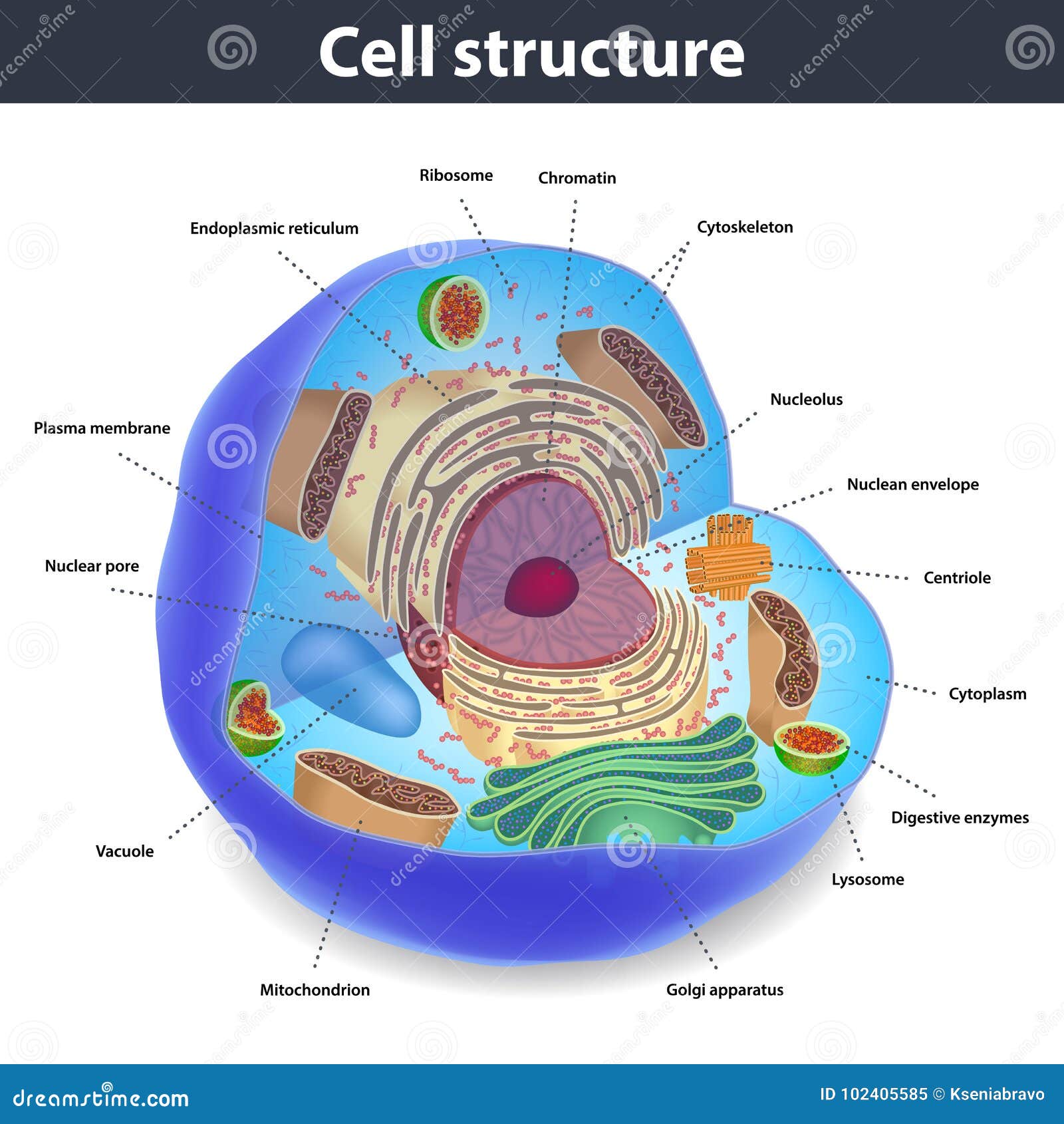 The Structure of Human Cells, Vector Illustration Stock Vector ...
