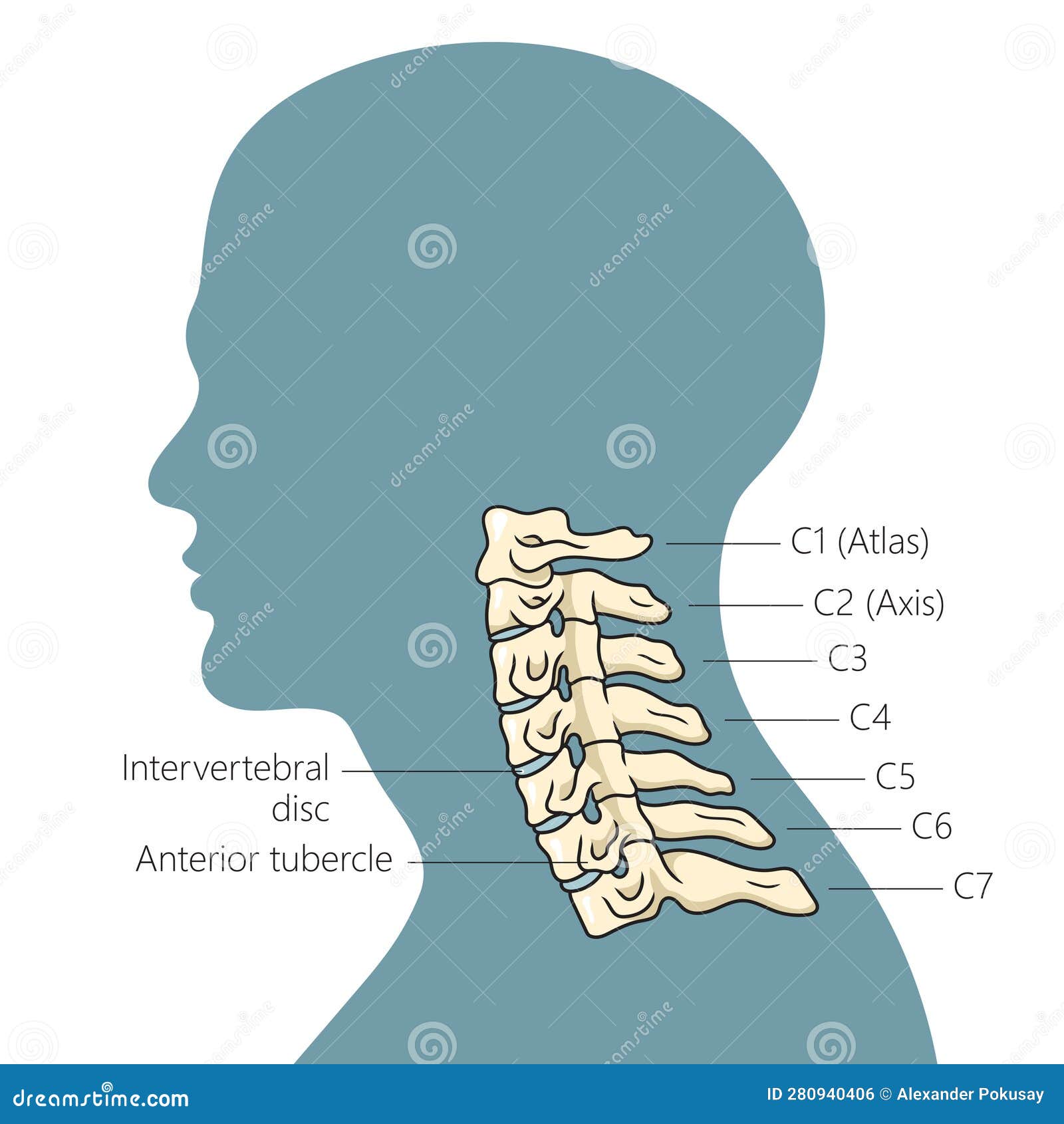 Structure of Human Cervical Spine Schematic Vector Stock Vector ...