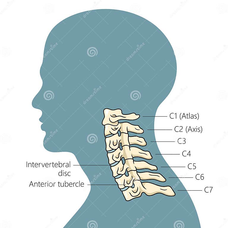 Structure of Human Cervical Spine Schematic Vector Stock Vector ...