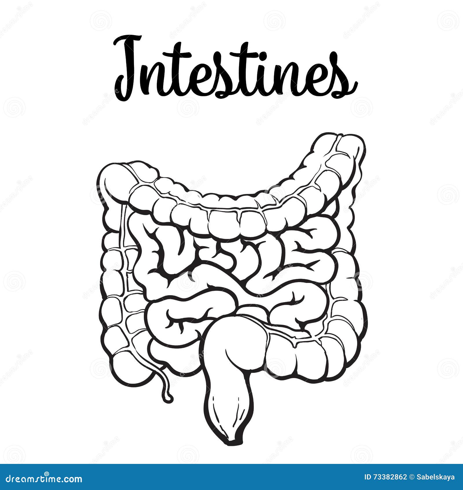 Structure of the Human Colon Stock Vector - Illustration of healthy ...