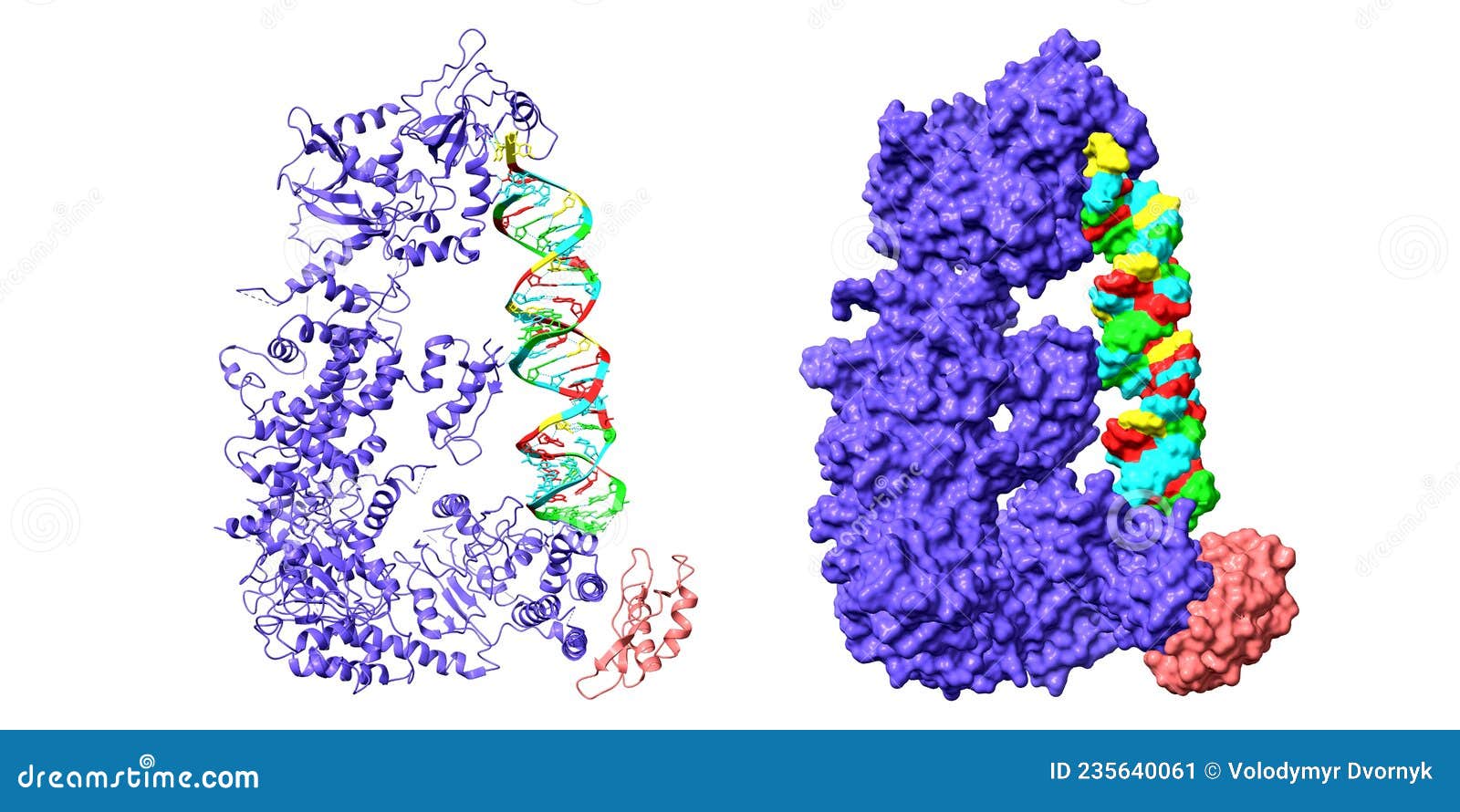 Structure of Human Dicer (blue) Complexed with RISC-loading Complex ...